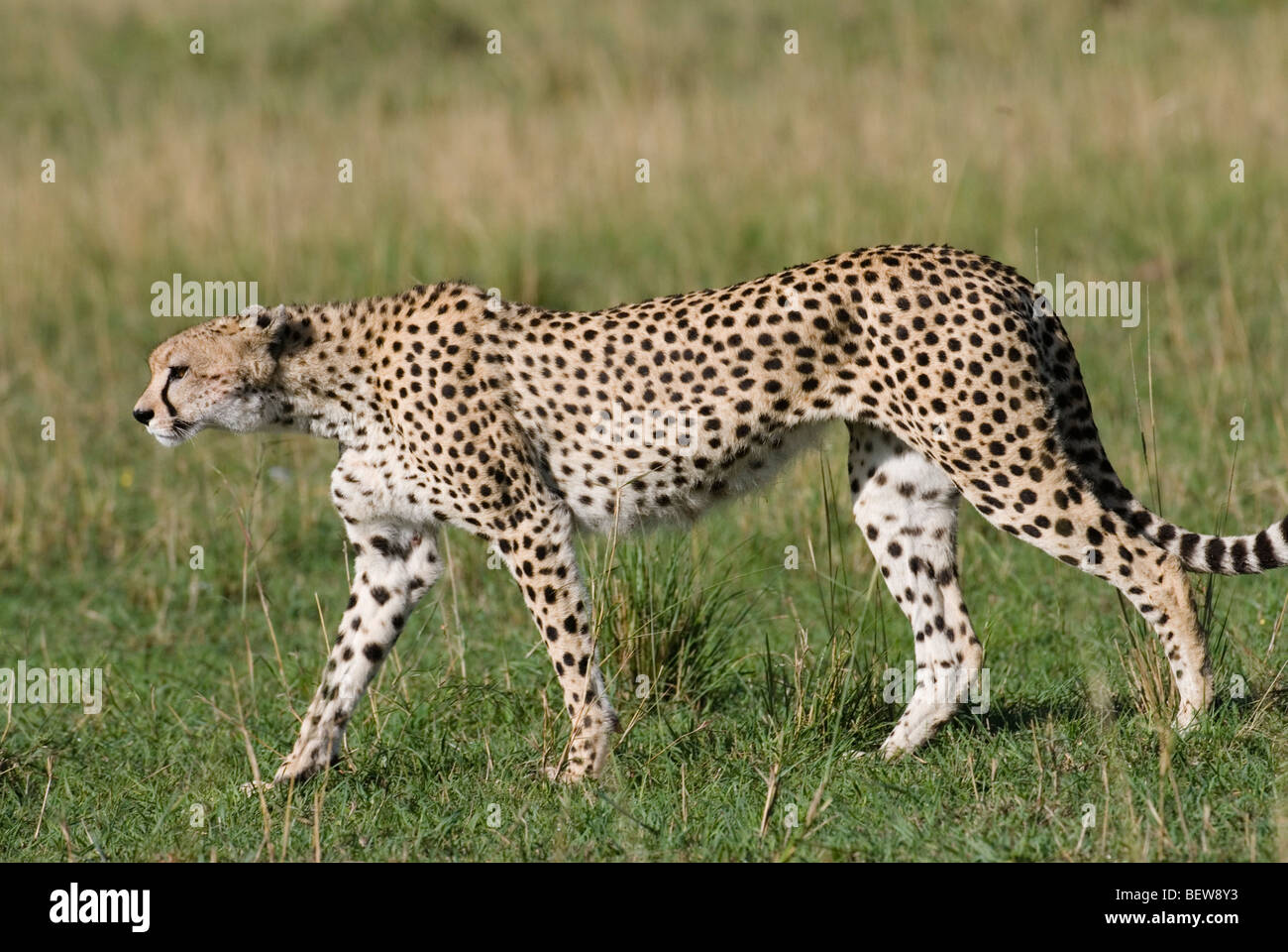 Cheetah Body Profile
