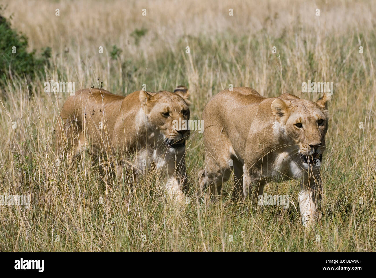 Two lions panthera leo in tall grass hi-res stock photography and ...