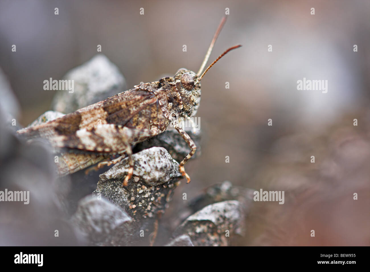 blue-winged grasshopper, Oedipoda caerulescens, close-up Stock Photo ...