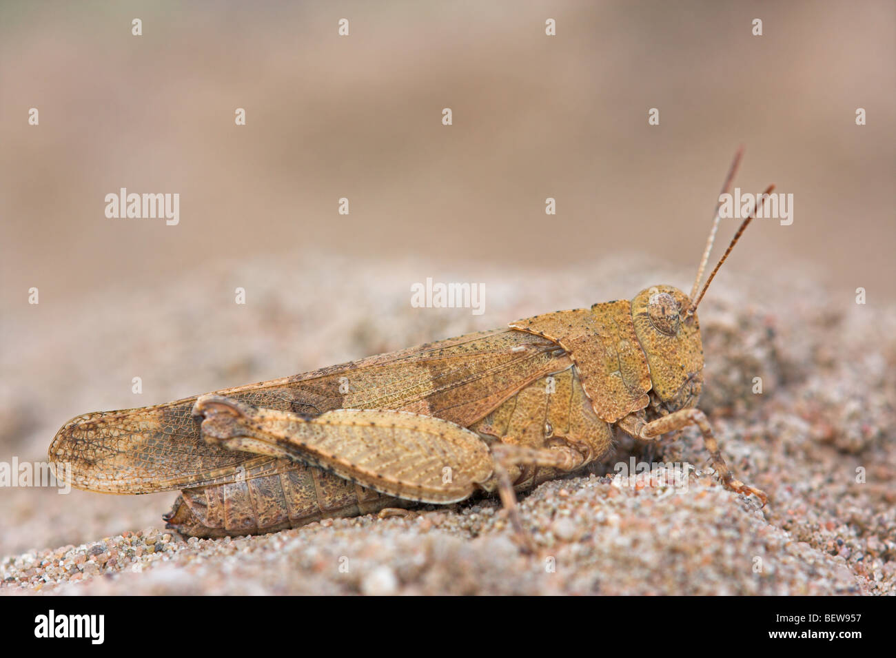 blue-winged grasshopper, Oedipoda caerulescen, close-up Stock Photo - Alamy