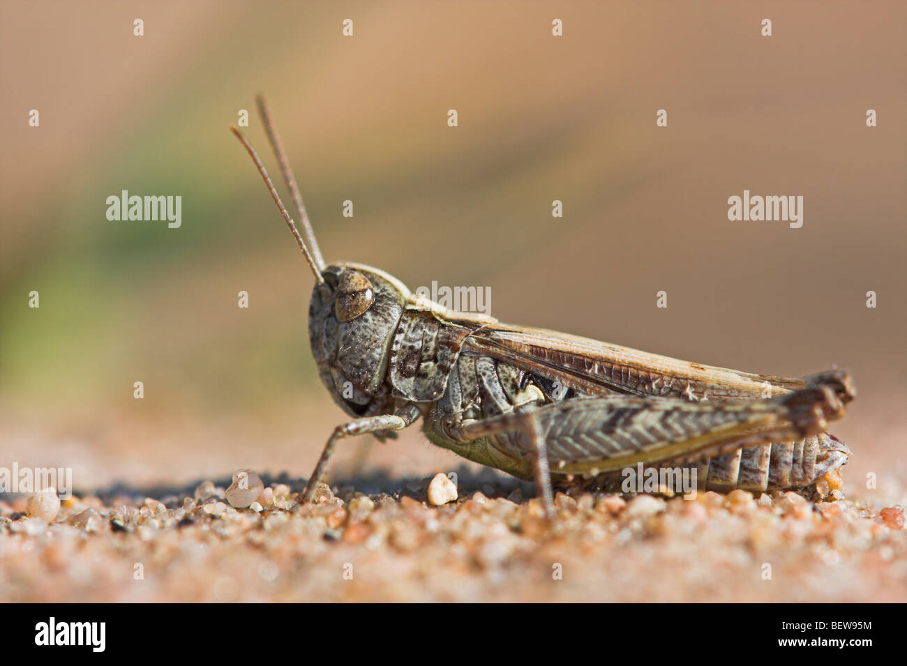 blue-winged grasshopper, Oedipoda caerulescens, close-up Stock Photo ...