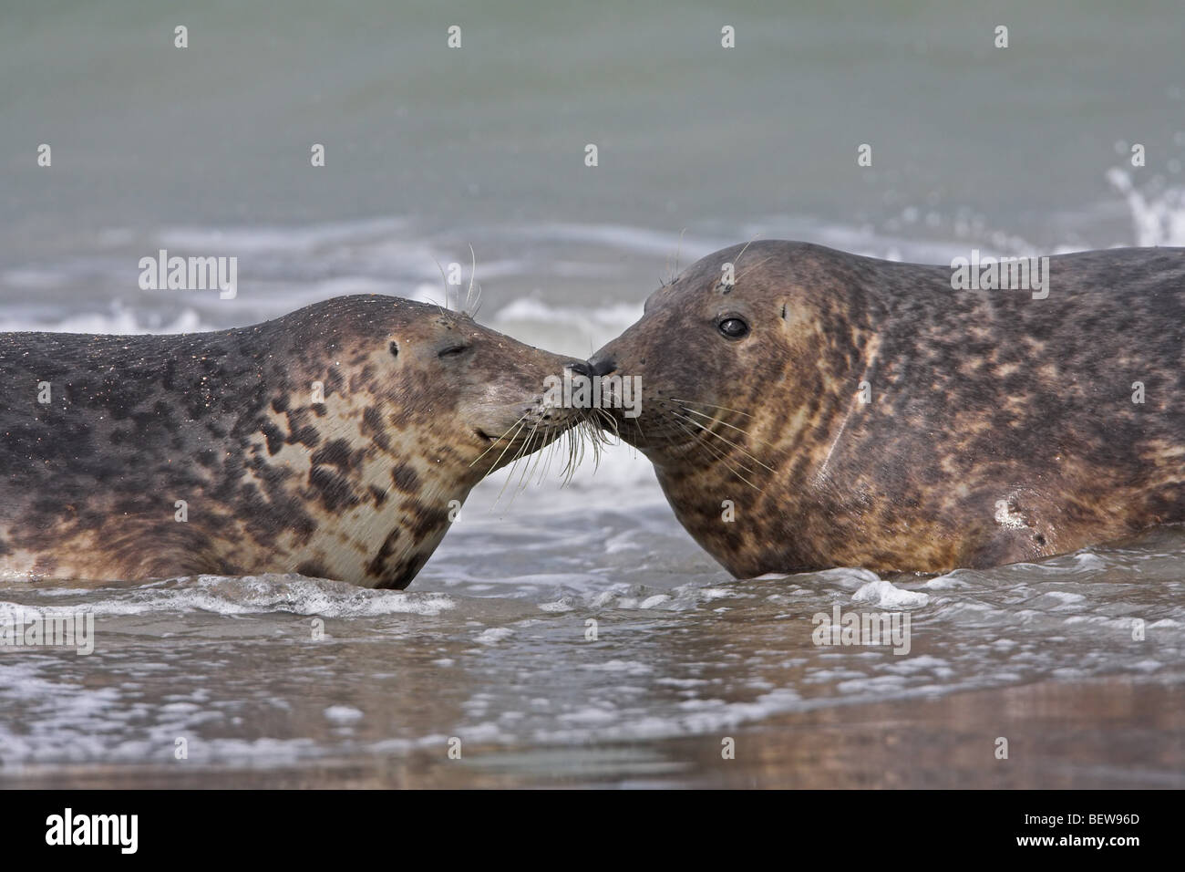Gray seals halichoerus grypus hi-res stock photography and images - Alamy