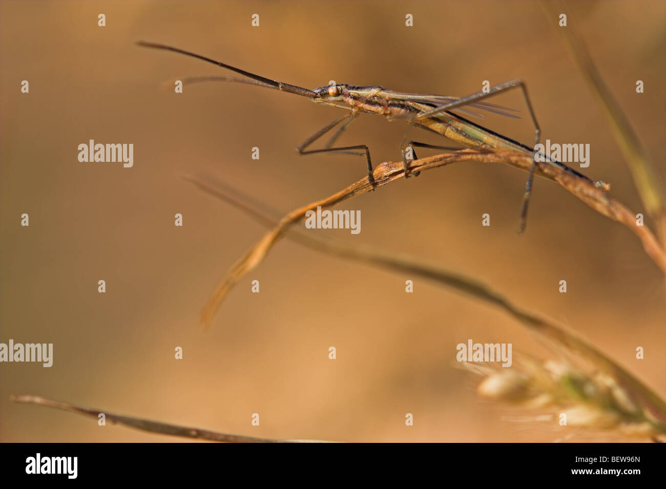 Bug close hi-res stock photography and images - Alamy