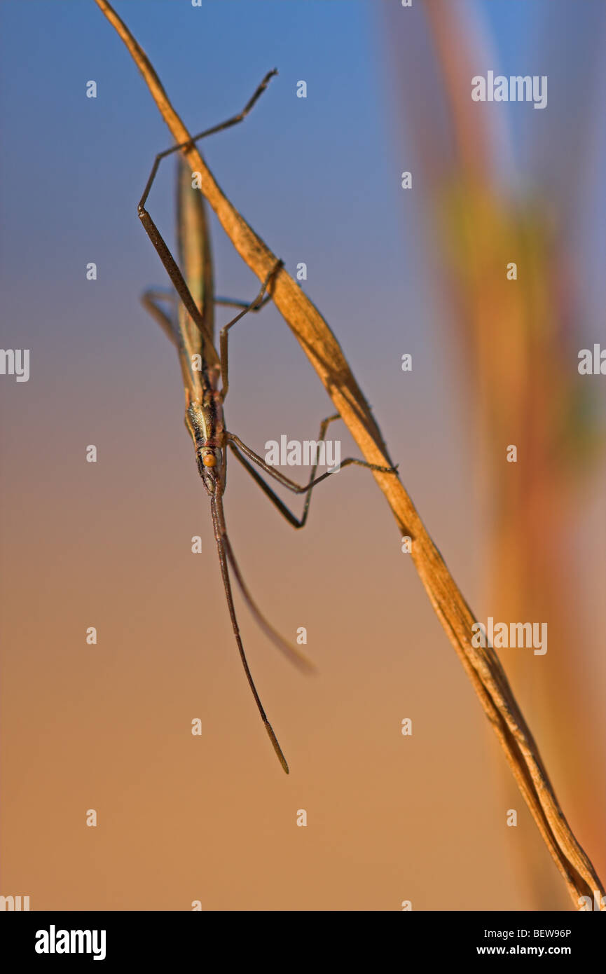 Bug close hi-res stock photography and images - Alamy