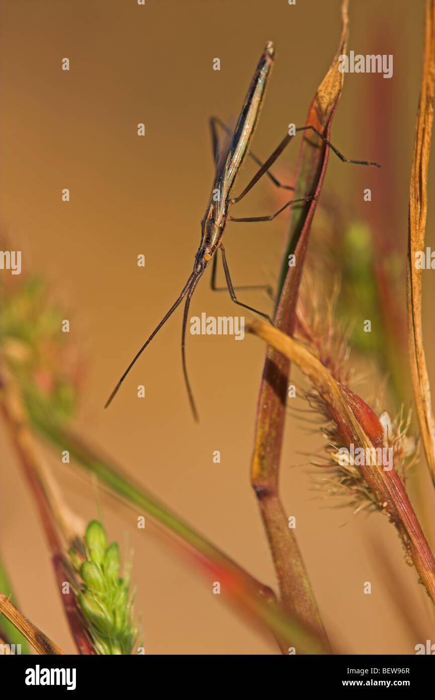 Bug close hi-res stock photography and images - Alamy