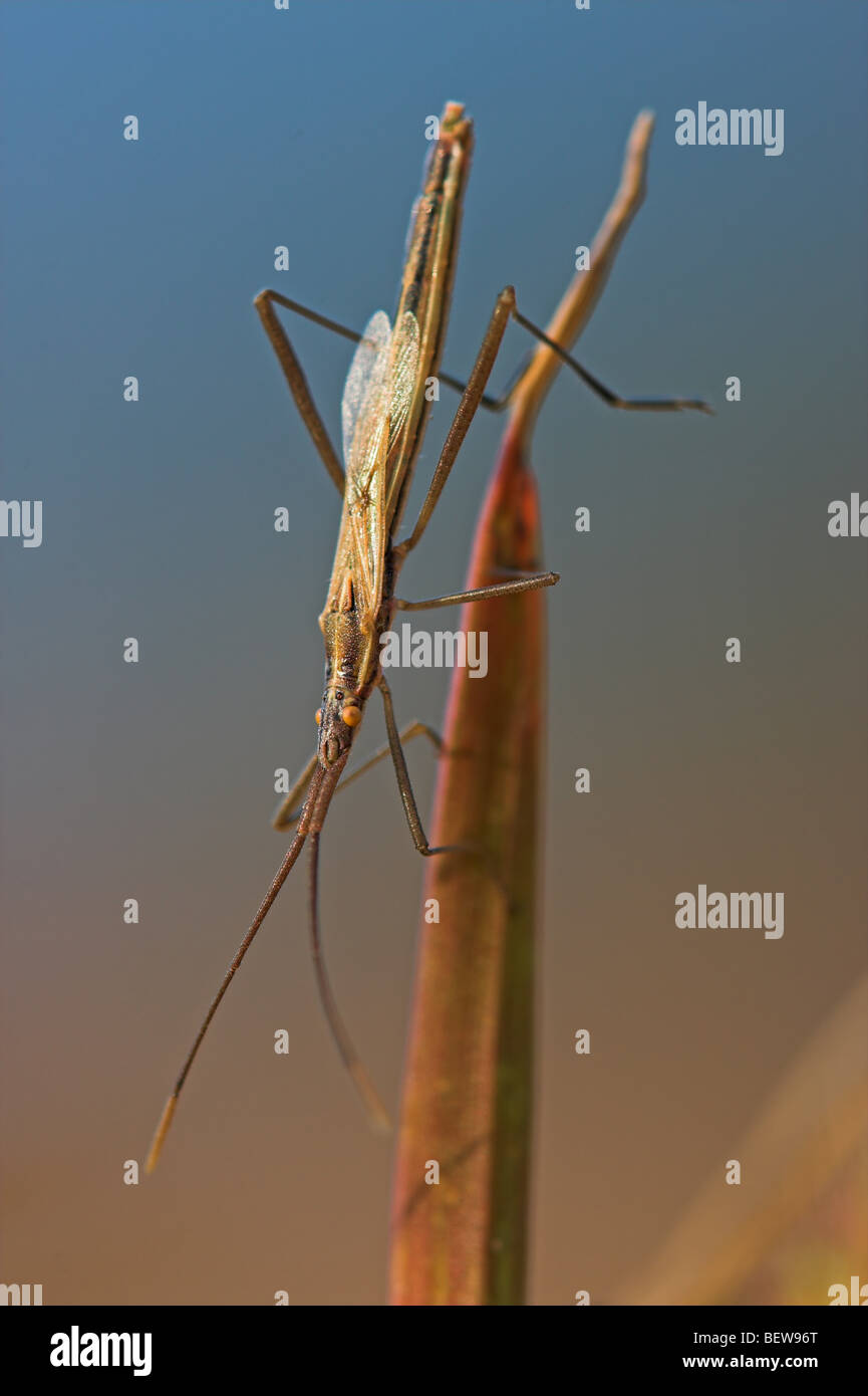 Bug close hi-res stock photography and images - Alamy