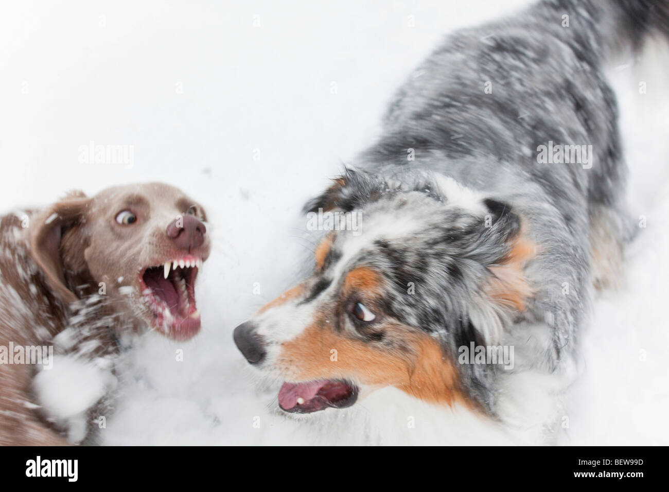 Two dogs fighting in the snow, high angle view Stock Photo - Alamy