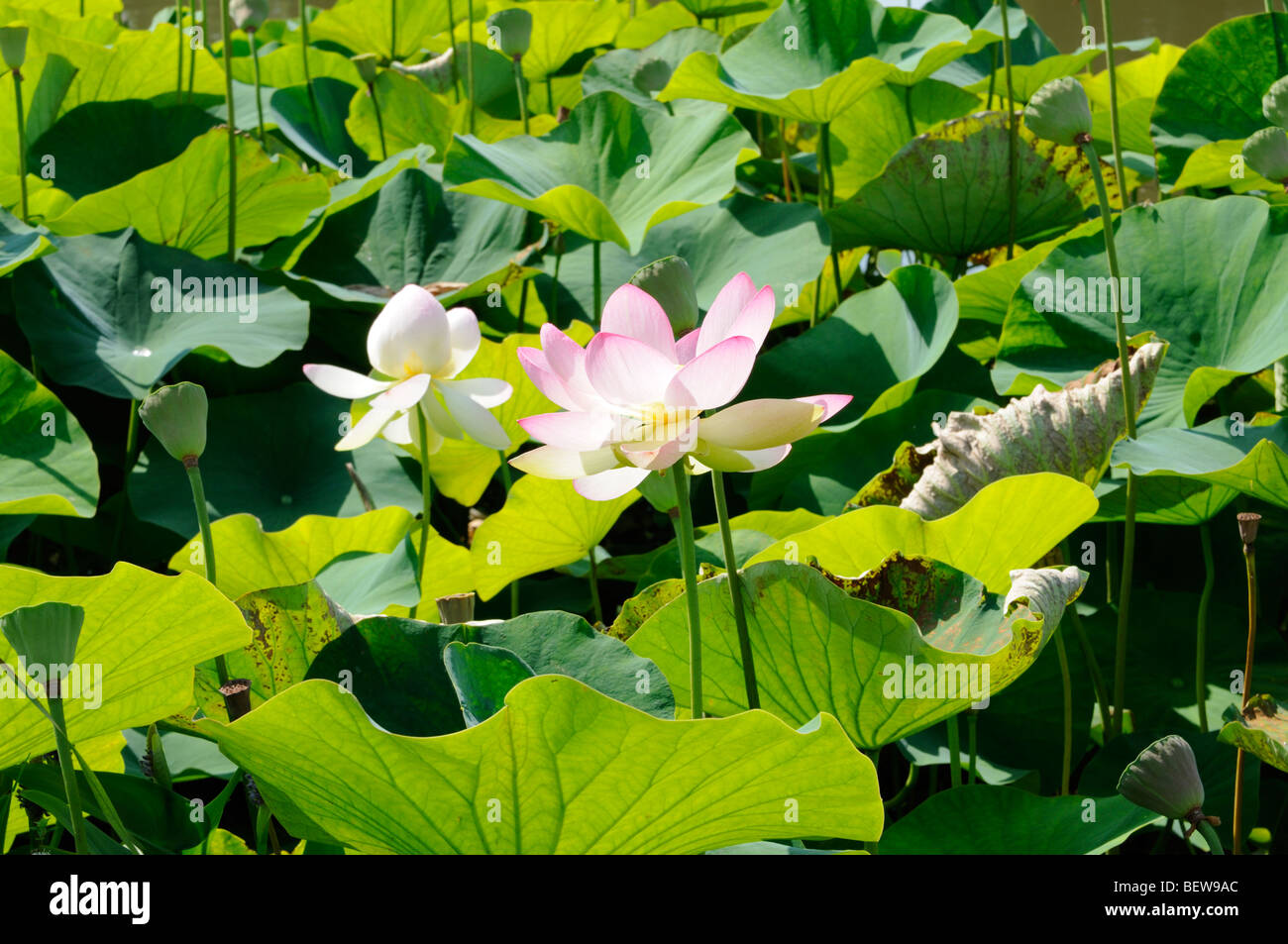Wasserpflanze Nelumbo nucifera. - Water plant Nelumbo nucifera Stock ...