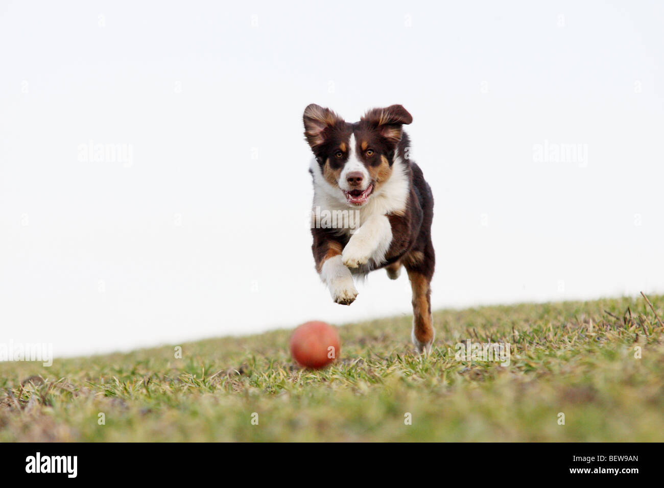 Shepherd dog running from the front hi-res stock photography and images ...