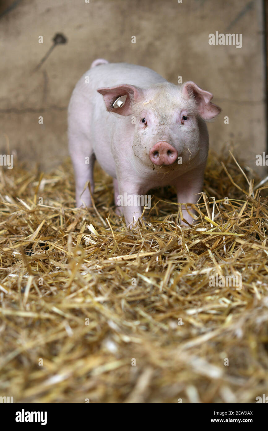 Little pig hi-res stock photography and images - Alamy