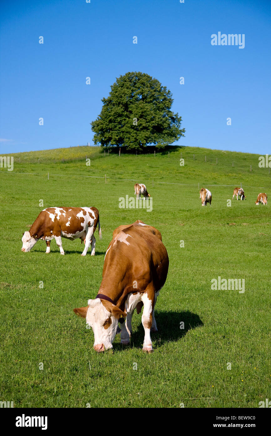 Grazing cows germany hi-res stock photography and images - Alamy