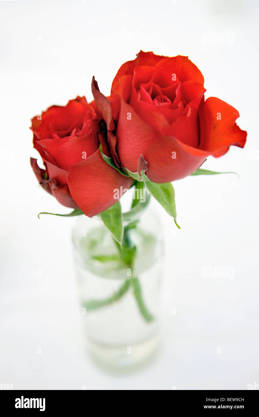two roses in a vase Stock Photo - Alamy