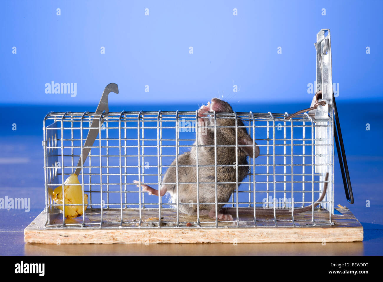 Inside trap hi-res stock photography and images - Alamy
