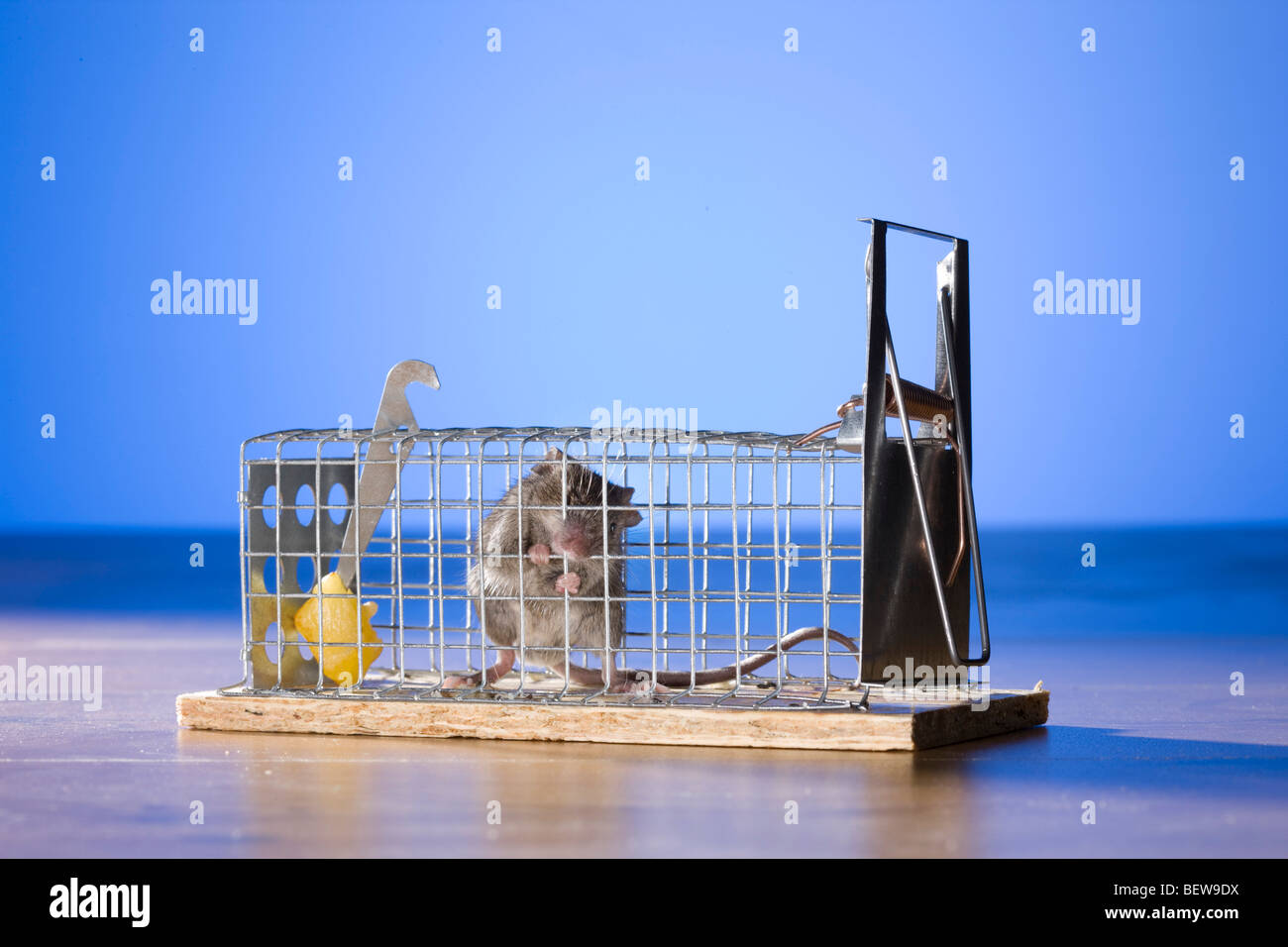 mouse inside a mouse trap Stock Photo - Alamy