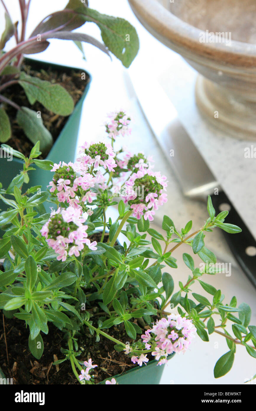 Thyme close hi-res stock photography and images - Alamy