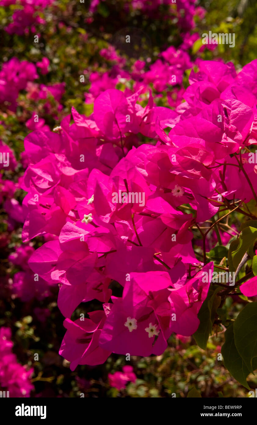 Bougainvillea flower vertical close up hi-res stock photography and ...