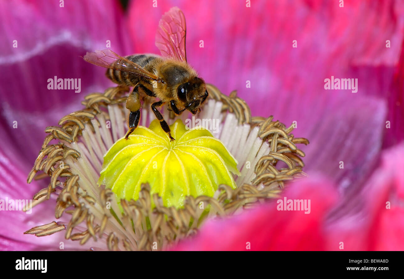 bee on a flower, close-up Stock Photo - Alamy