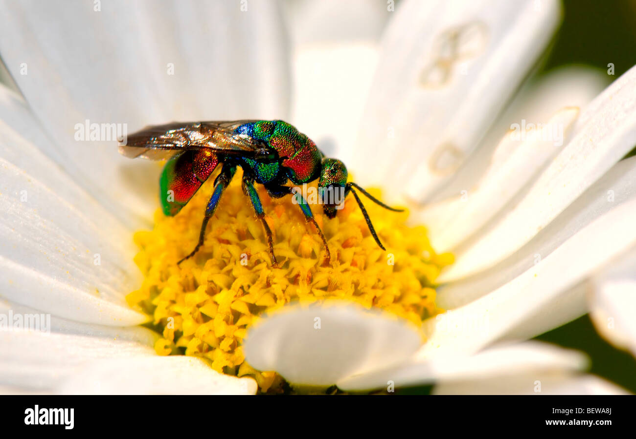 Chrysis ignita on a flower hi-res stock photography and images - Alamy
