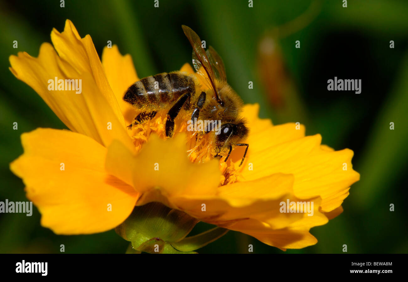 Apis mellifera scutellata hi-res stock photography and images - Alamy