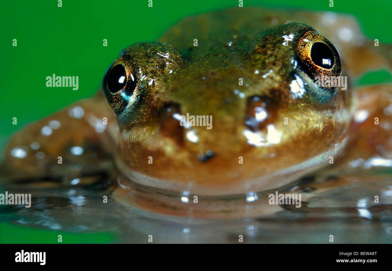 face of a Common European frog (Rana temporaria), close-up Stock Photo ...