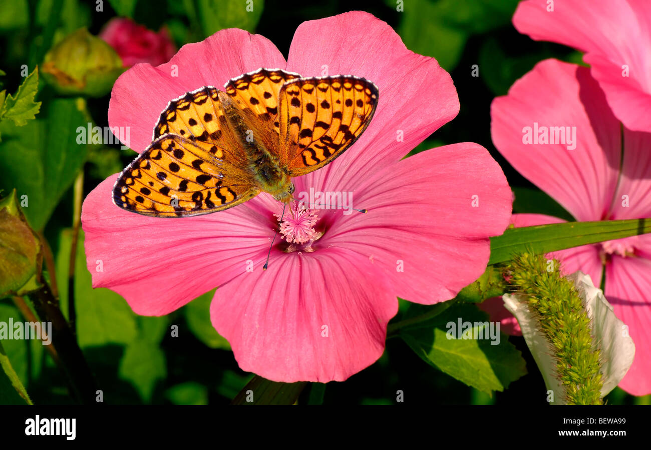 Argynnis aglaja foraging hi-res stock photography and images - Alamy