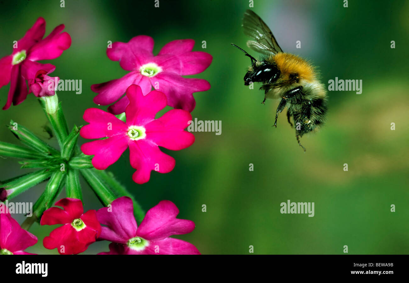 Bombus lucorum foraging hi-res stock photography and images - Alamy