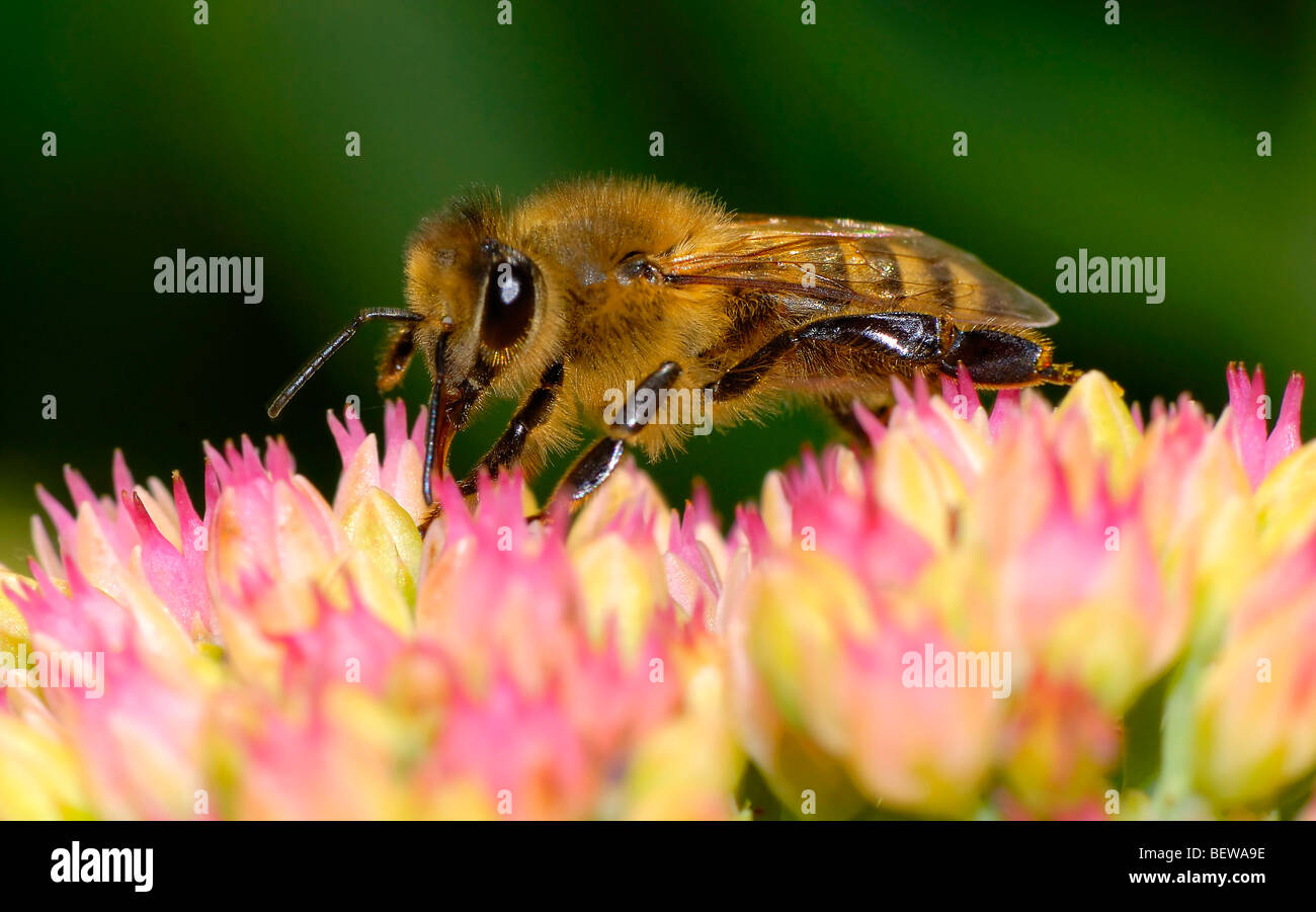 african honey bee (Apis mellifera scutellata), close-up Stock Photo - Alamy