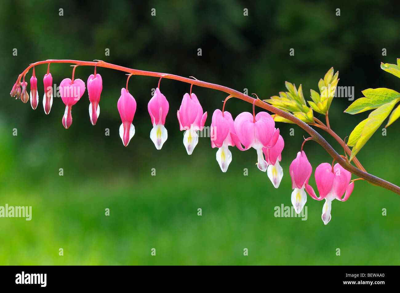 bleeding heart (Dicentra spectabilis), close-up Stock Photo - Alamy