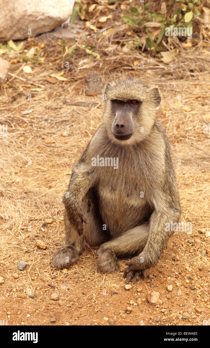 Ape sitting down hi-res stock photography and images - Alamy