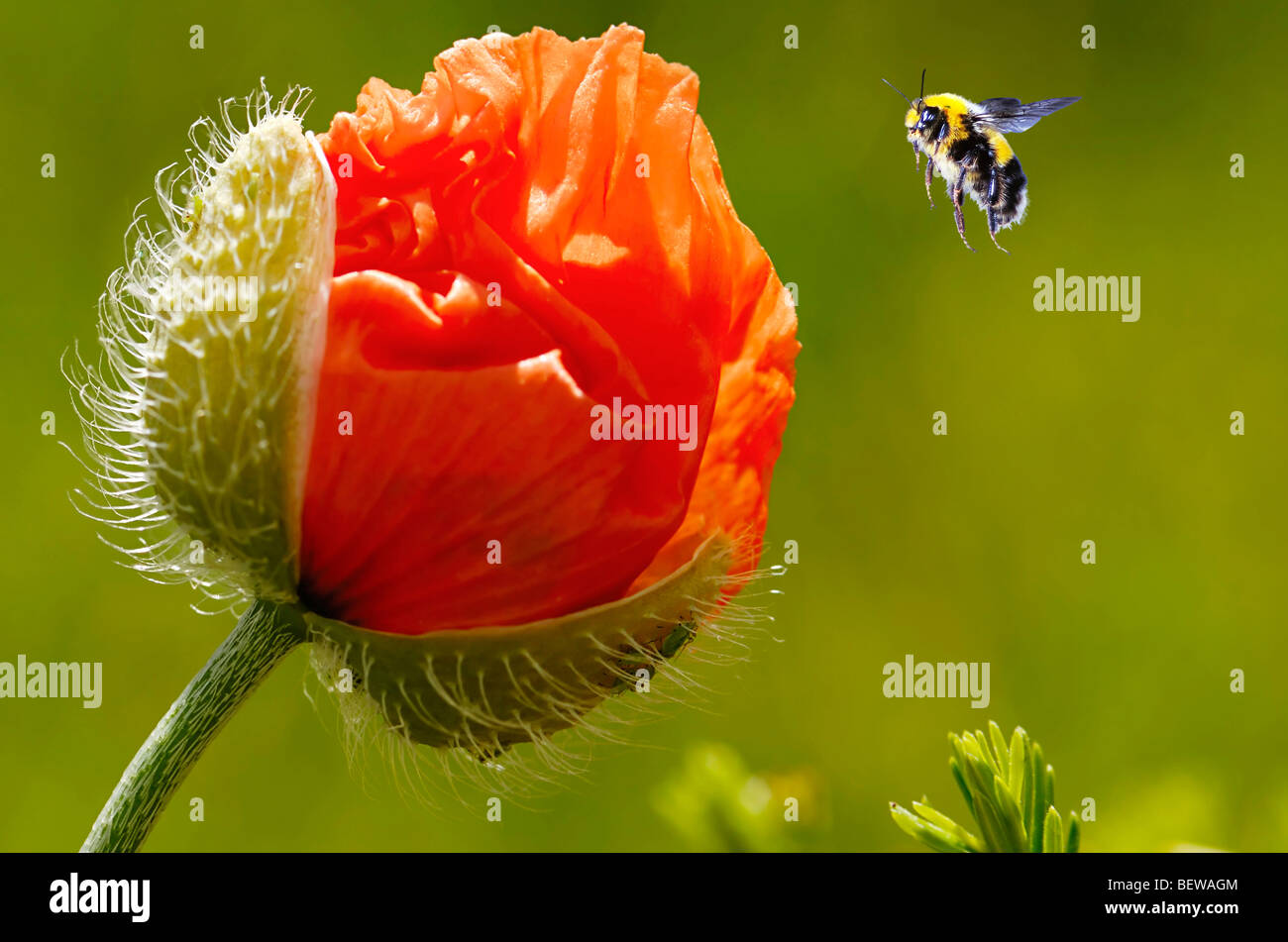 Bombus terrestris buff tailed bumblebee flying flower hi-res stock ...
