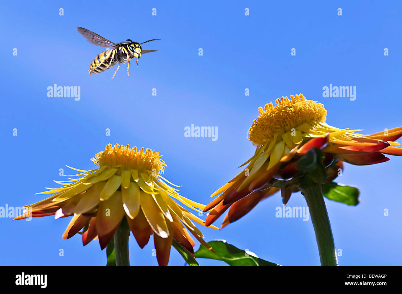 german wasp (Vespula germanica) flying on a strawflower, close-up Stock ...
