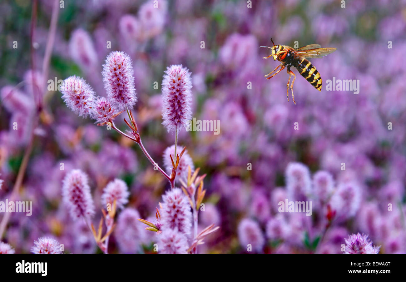 German wasp (Vespula germanica) flying to Italian clover, close-up ...