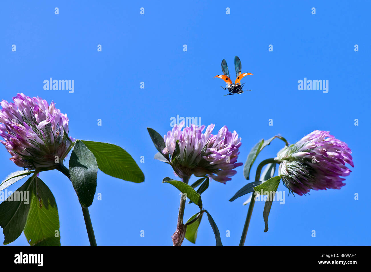 Seven-Spotted Ladybird (Coccinella septempunctata) flying to crimson ...