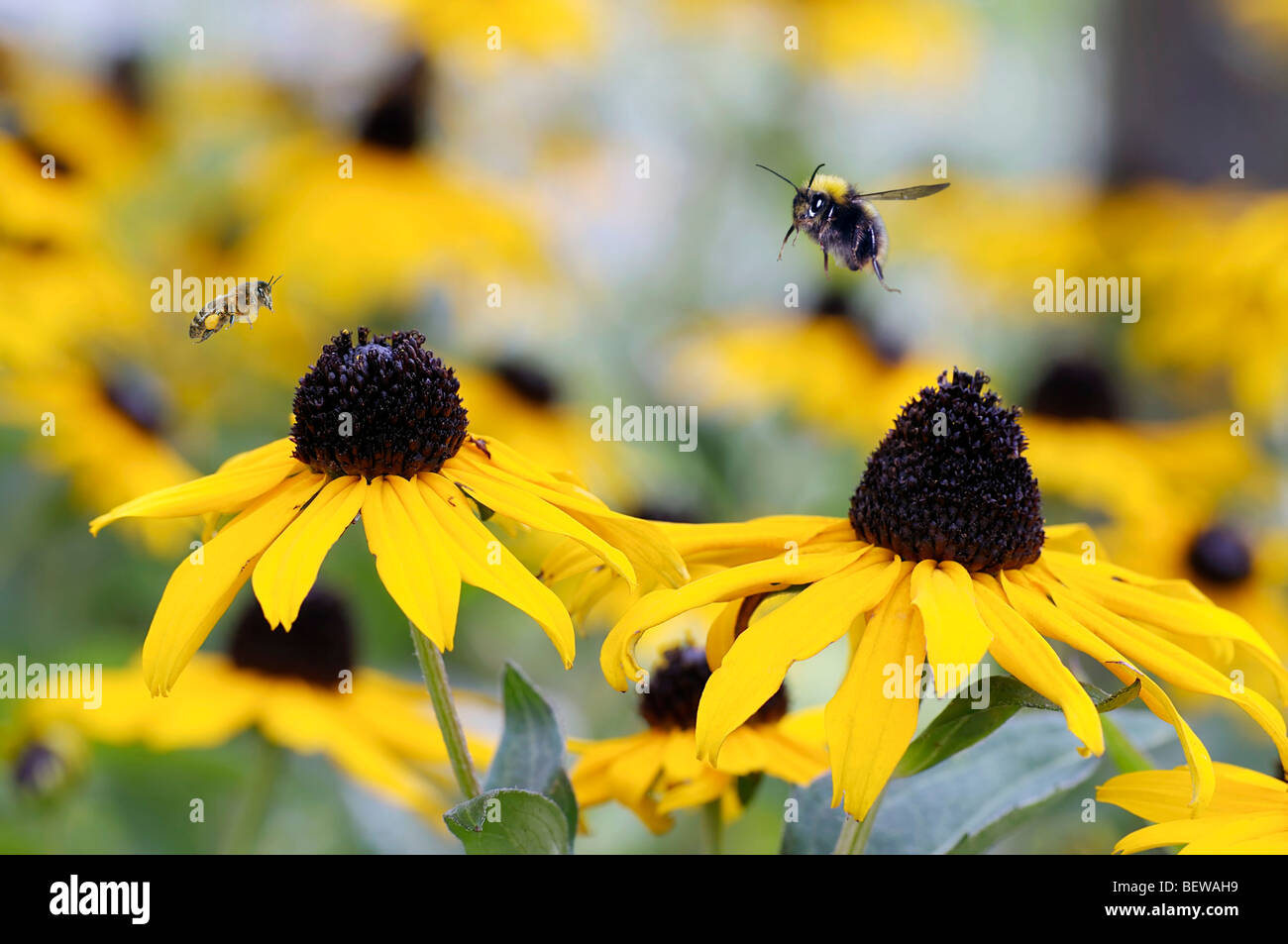 honey bee (Apis mellifera) flying to black-eyed susan, close-up Stock ...