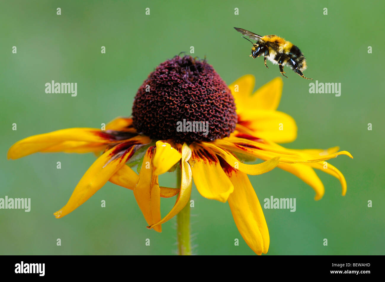 early bumblebee (Bombus pratorum) flying to a black eyed susan, close ...