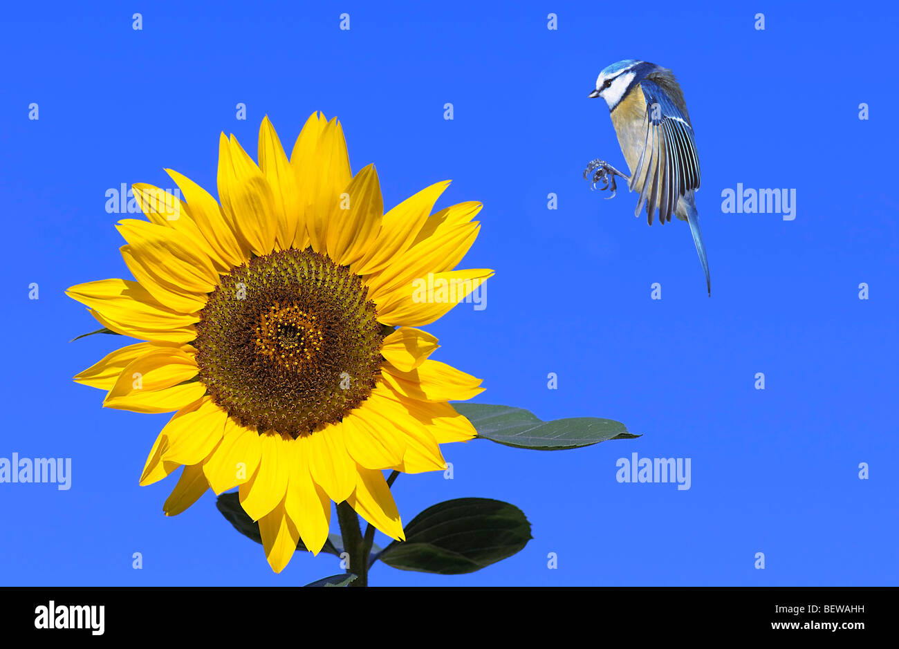 titmouse flying to a sunflower, side view Stock Photo - Alamy