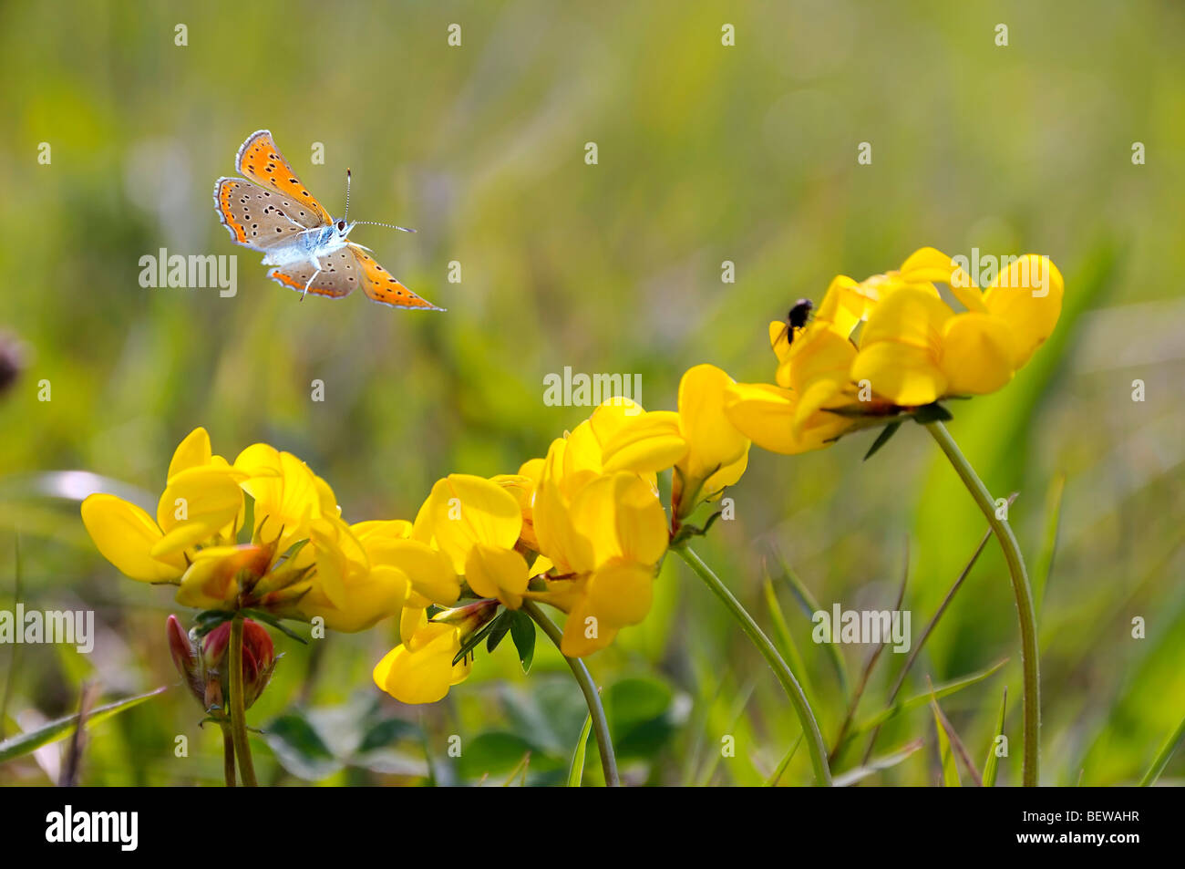 Chrysophanus hippothoe hi-res stock photography and images - Alamy