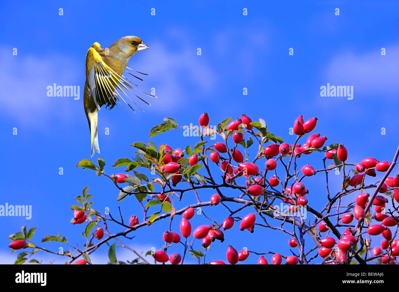 Chloris rose hi-res stock photography and images - Alamy