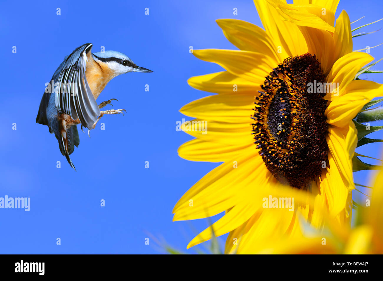 nuthatch flying on a sunflower, side view Stock Photo - Alamy