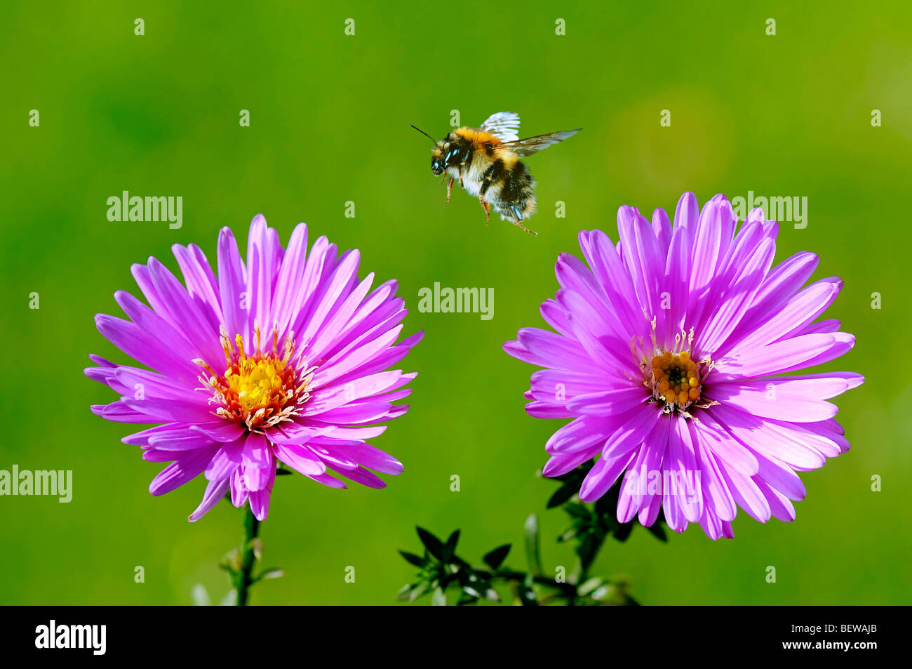 Hypnorum hypnorum hi-res stock photography and images - Alamy