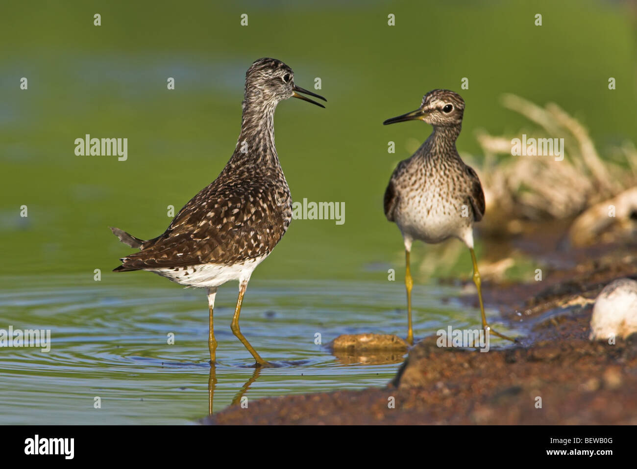 Two Wood Sandpipers (Tringa glareola) facing at the waters edge, low ...