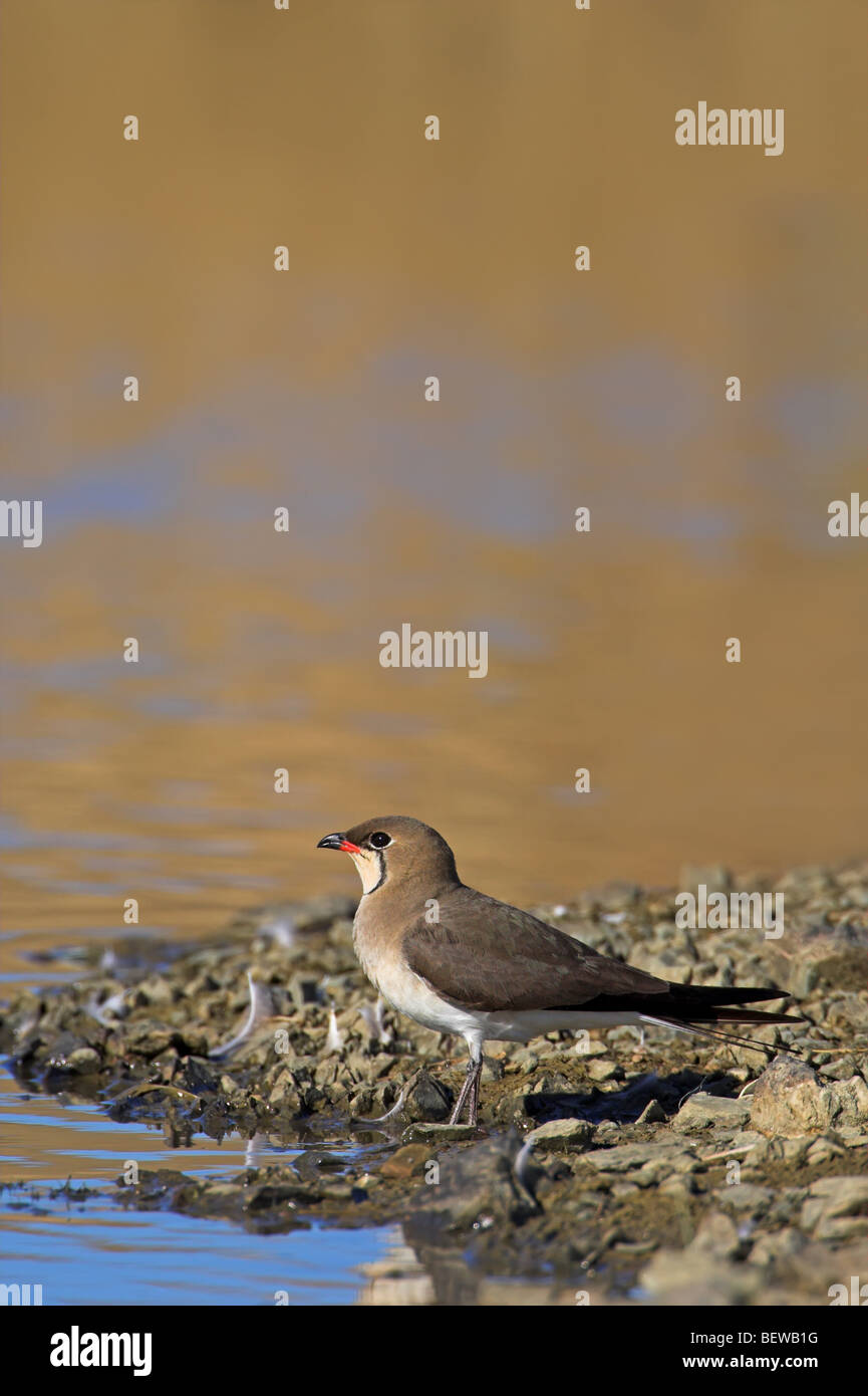 Glareola pratincola geography hi-res stock photography and images - Alamy