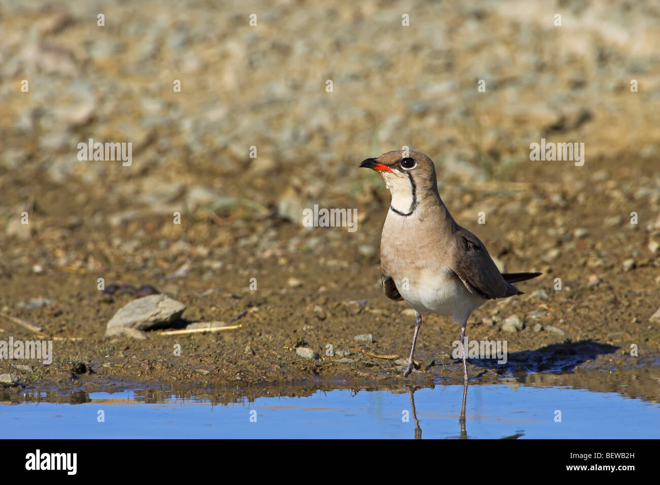 Glareola pratincola geography hi-res stock photography and images - Alamy