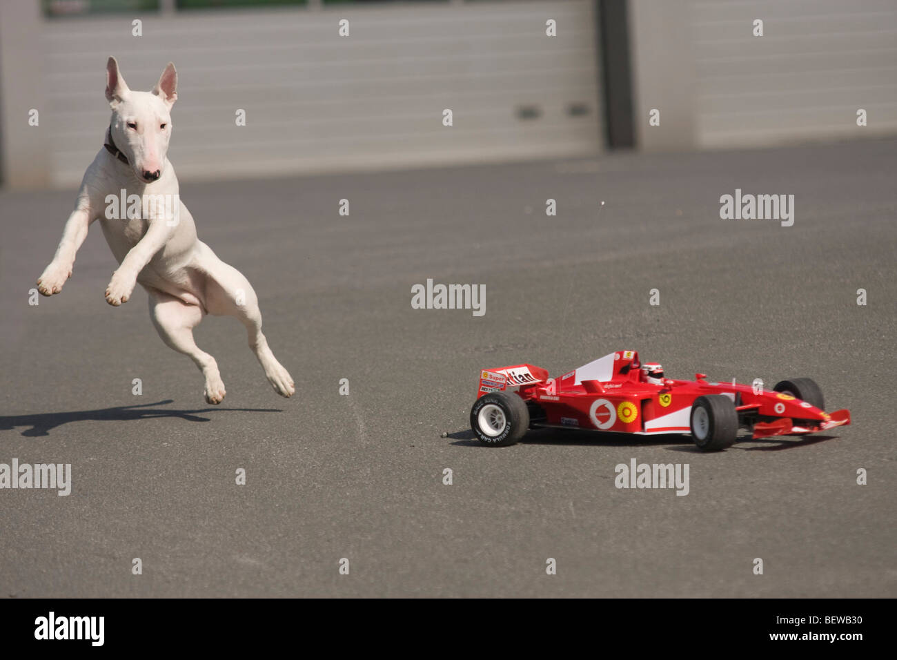 With a photograph of her bull terrier hi-res stock photography and ...