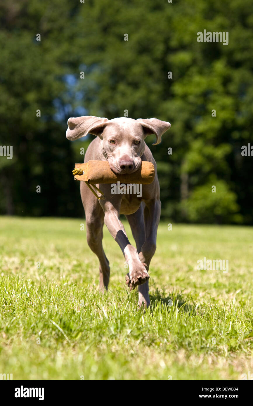 Running weimaraner hi-res stock photography and images - Alamy