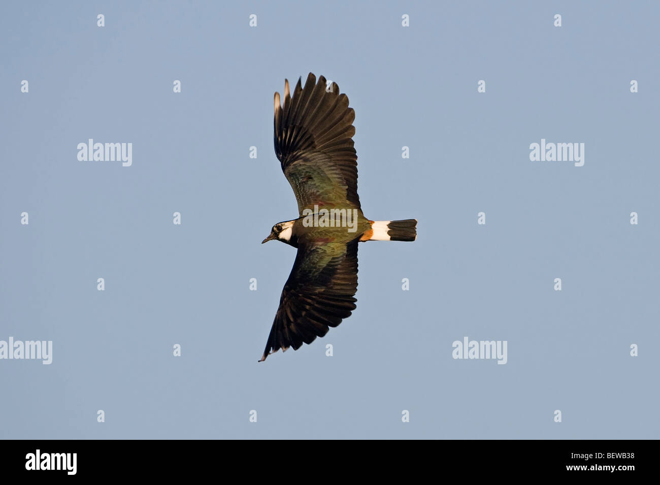 Lapwing image hi-res stock photography and images - Alamy