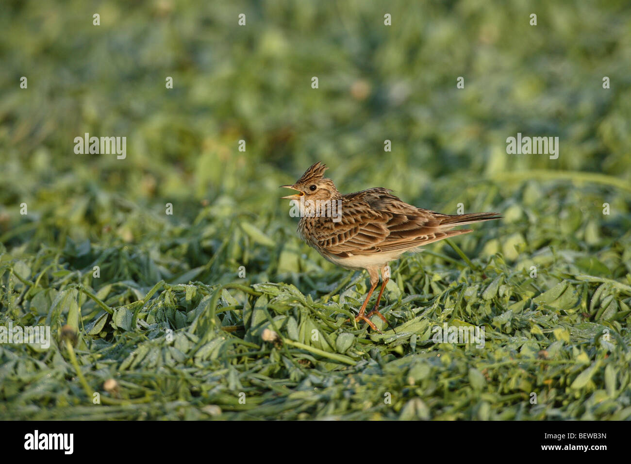 field lark, Alauda arvensis Stock Photo - Alamy