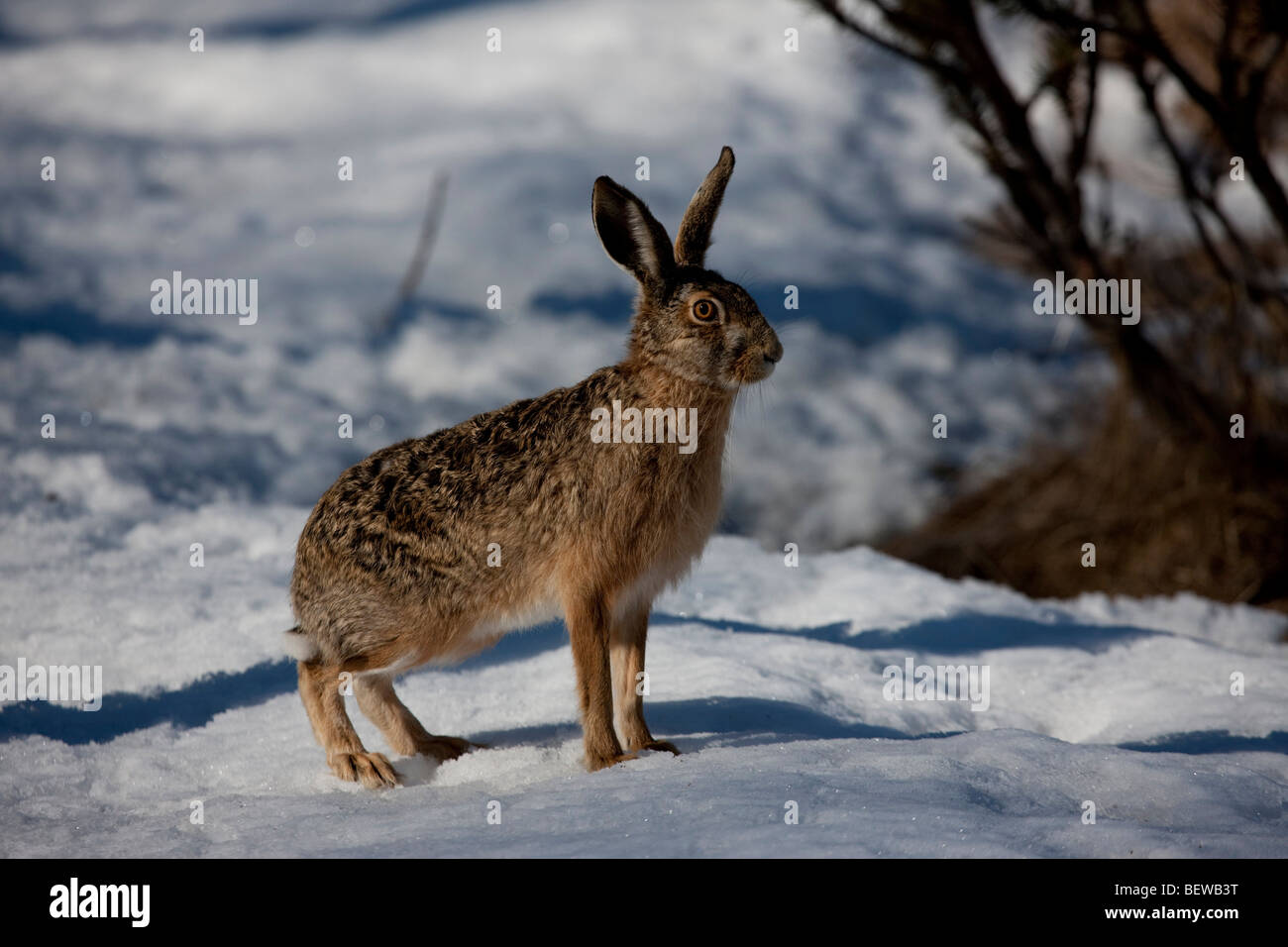 field hare, Lepus capensis Stock Photo - Alamy