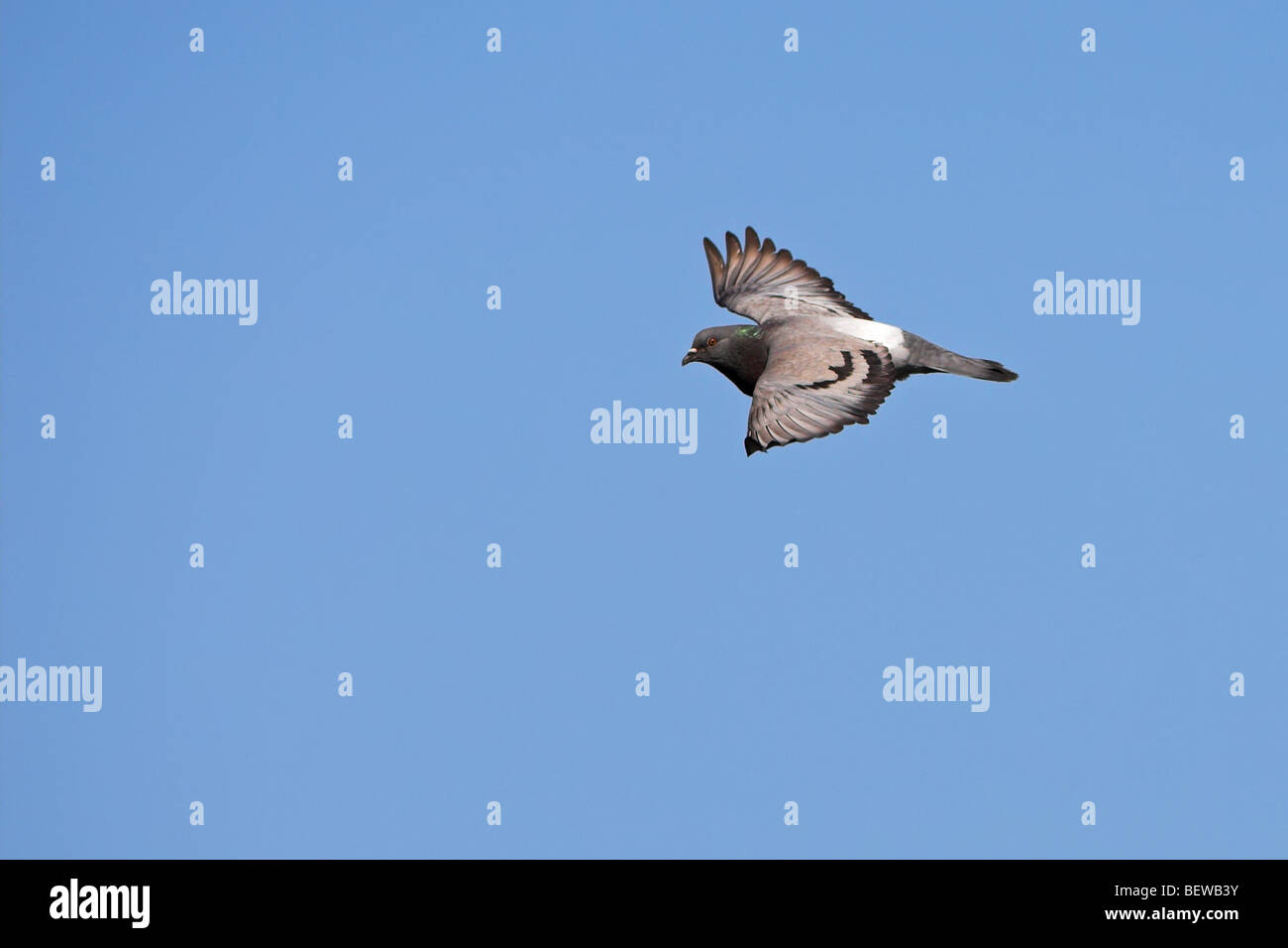 Rock pigeon hi-res stock photography and images - Alamy