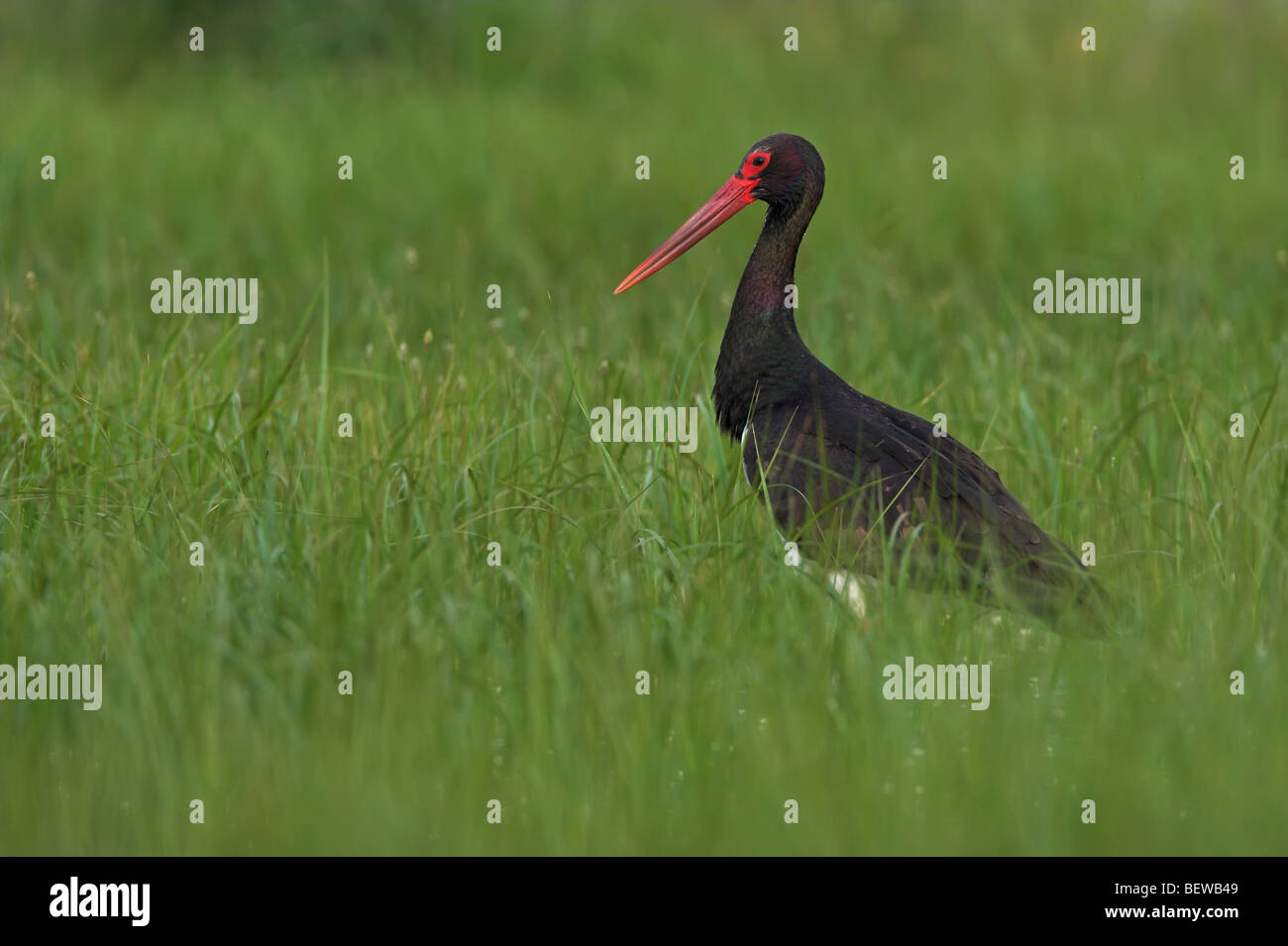 Stork in side view hi-res stock photography and images - Alamy